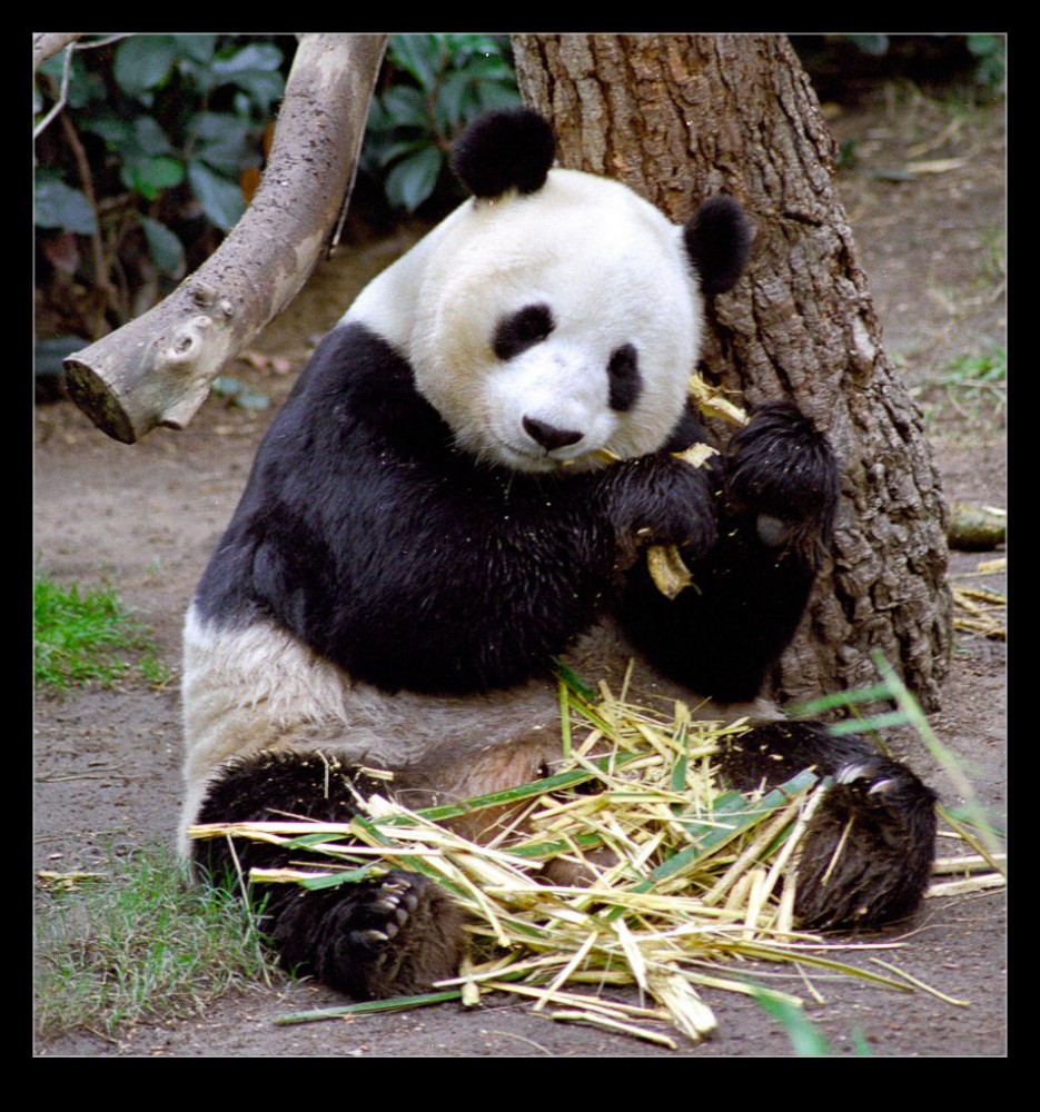 Old Pandas | RobsBlogs