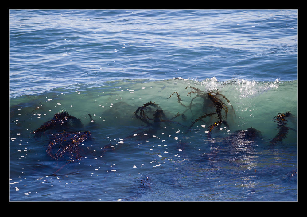 Seaweed Sea Monsters RobsBlogs