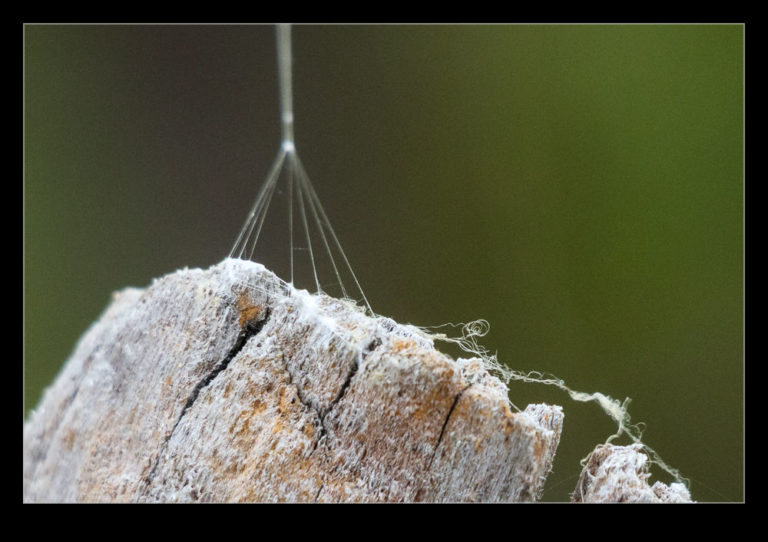 Spider Web Engineering | RobsBlogs