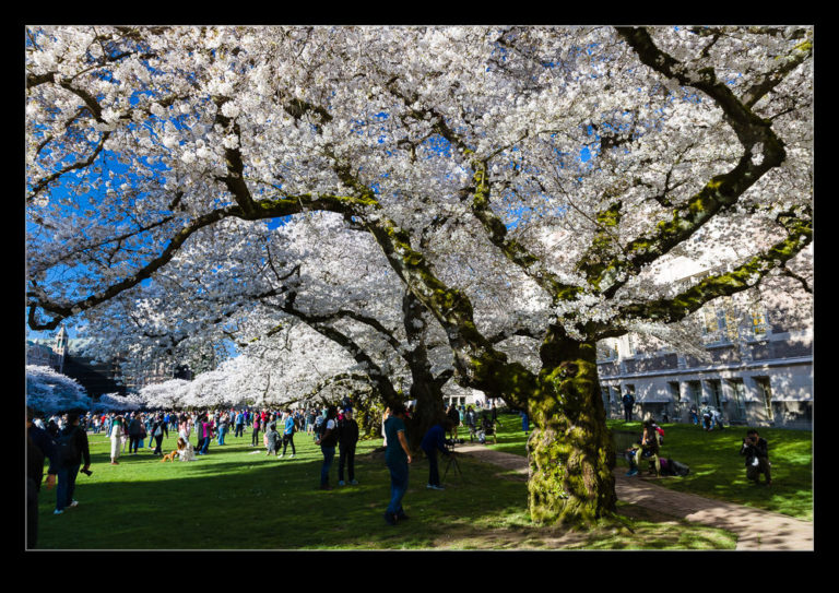 Cherry Blossoms at UW | RobsBlogs